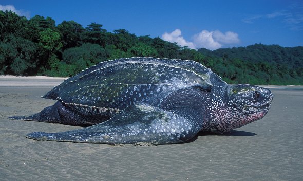 Leatherback Turtle (Dermochelys coriacea) | IOSEA Marine Turtles